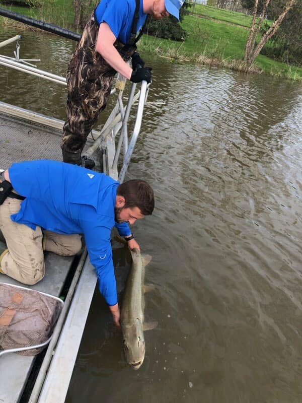 Fish Stocking | Chesterton, IN | Lake & Pond Biologists LLC