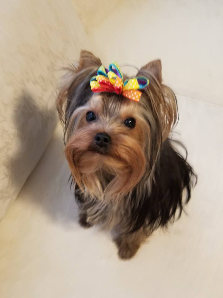 Yorkie Breeder | Suzabel's Yokies | Southern California