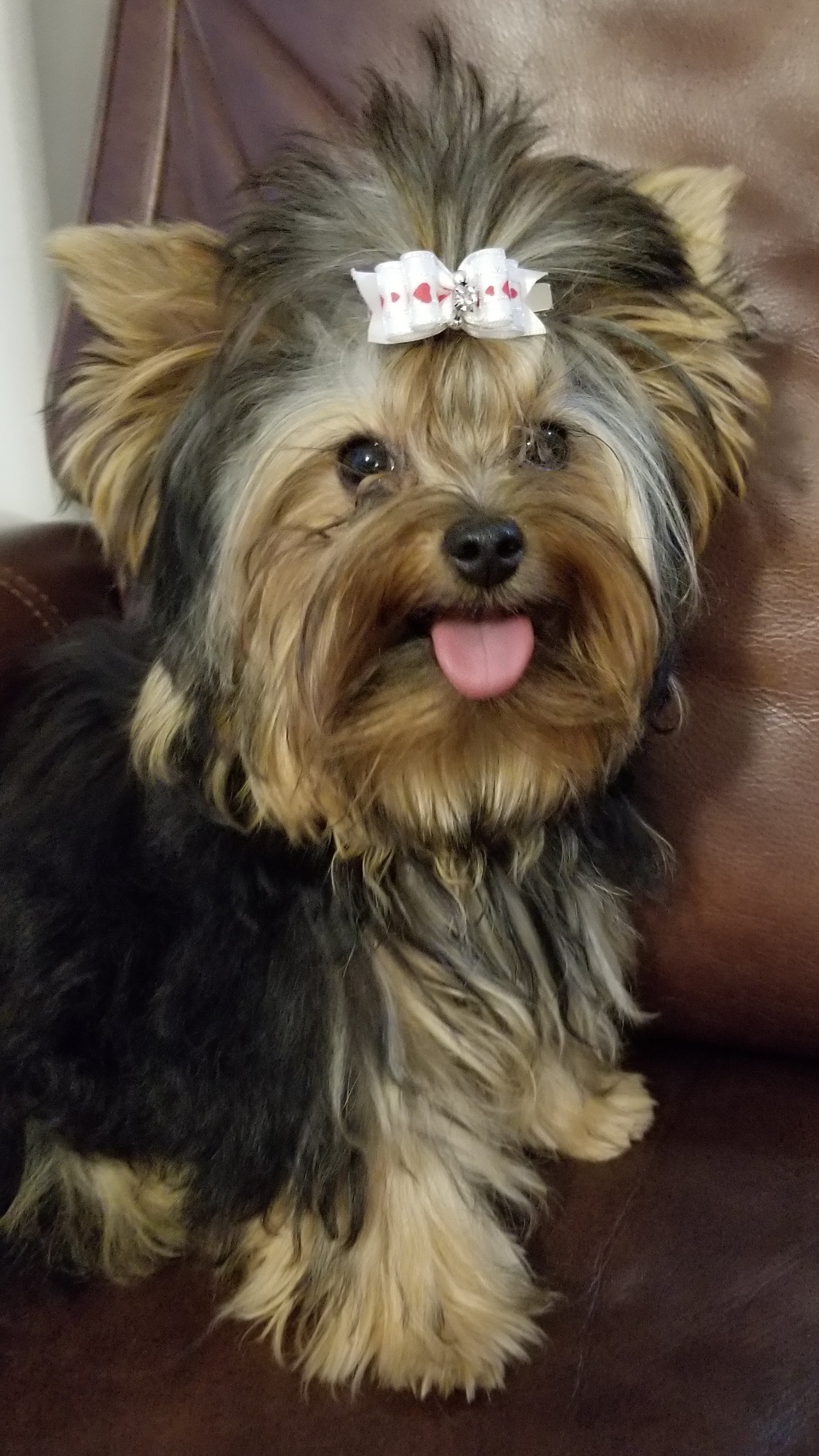 Yorkie Breeder | Suzabel's Yokies | Southern California