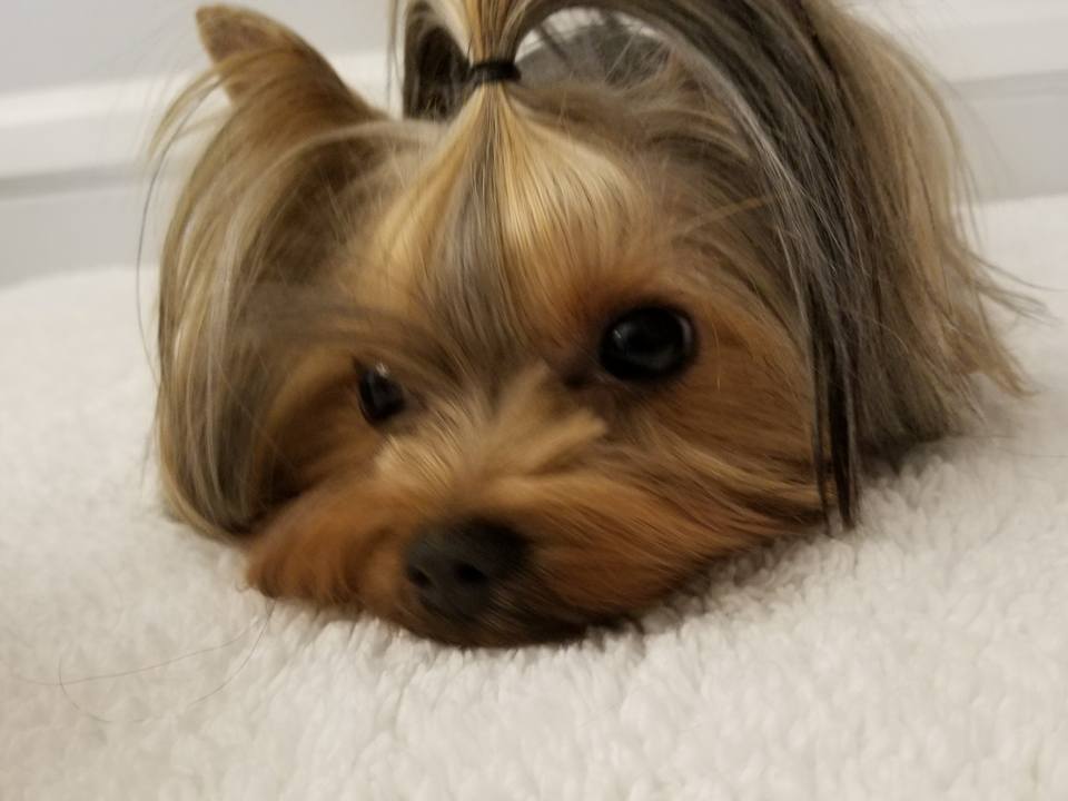 Yorkie Breeder | Suzabel's Yokies | Southern California