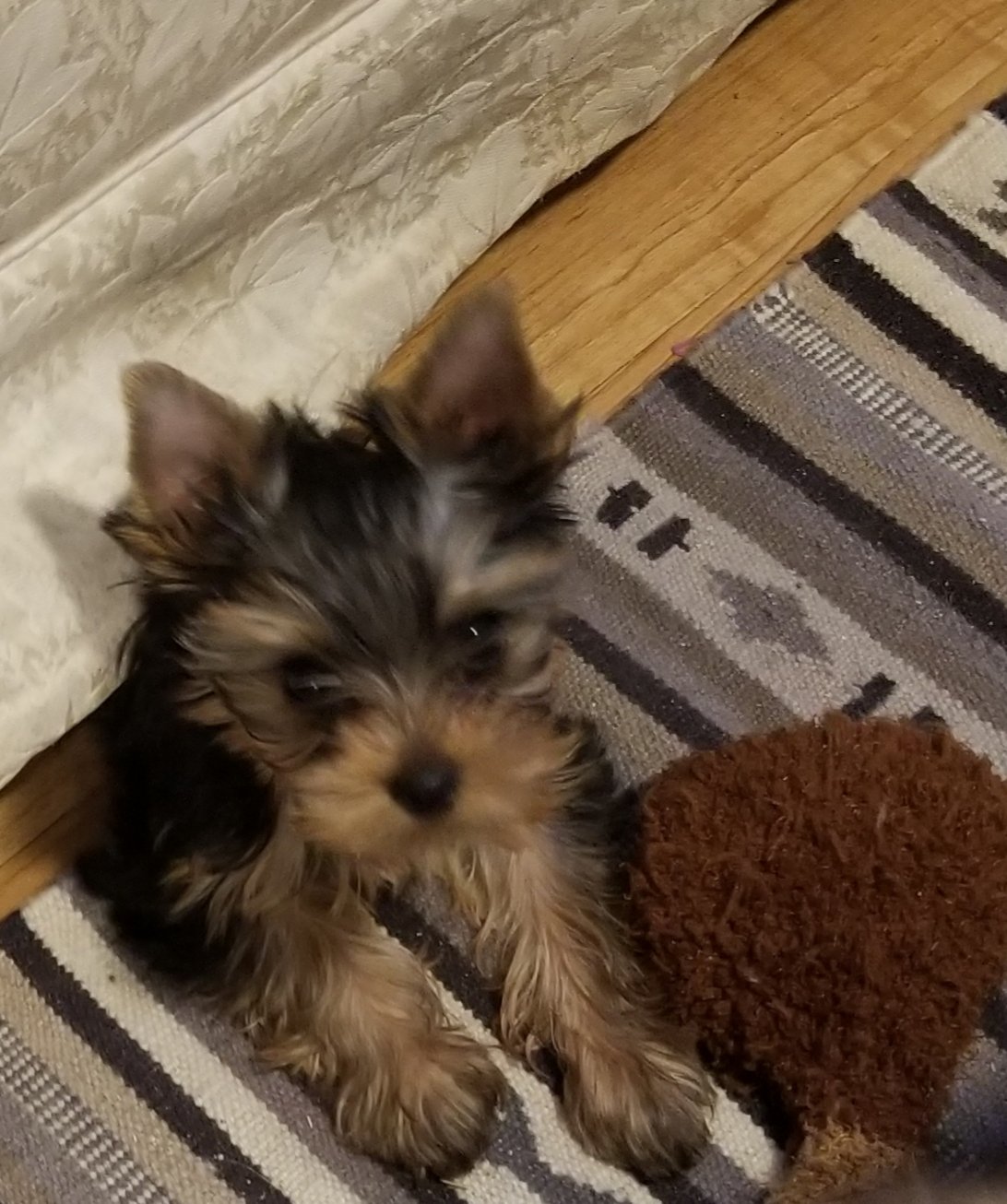 Yorkie Photos | Yorkshire Terrier Puppies | Suzabel's Yorkies | SoCal