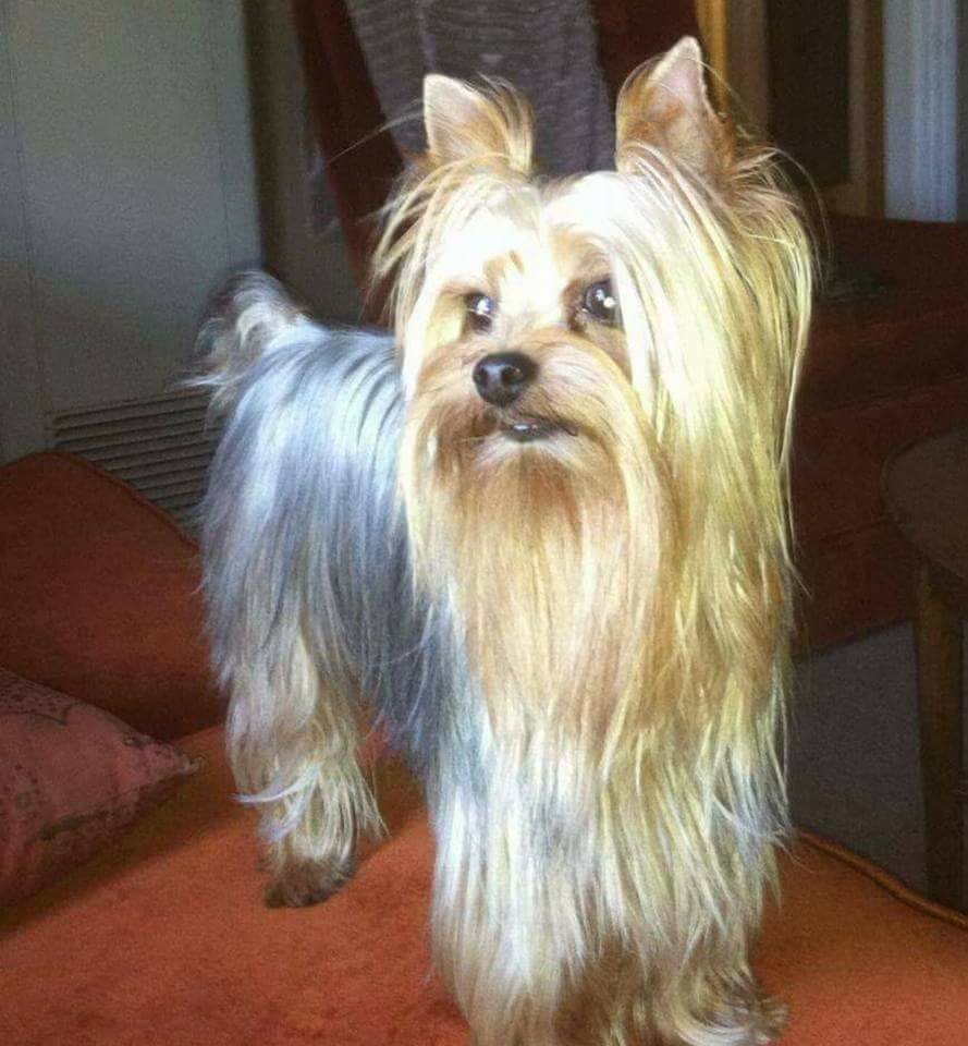 Yorkie Breeder | Suzabel's Yokies | Southern California