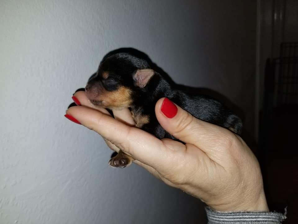 Yorkie Photos | Yorkshire Terrier Puppies | Suzabel's Yorkies | SoCal