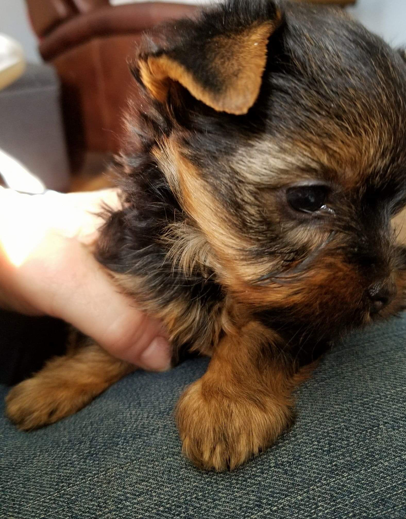 Yorkie Photos | Yorkshire Terrier Puppies | Suzabel's Yorkies | SoCal