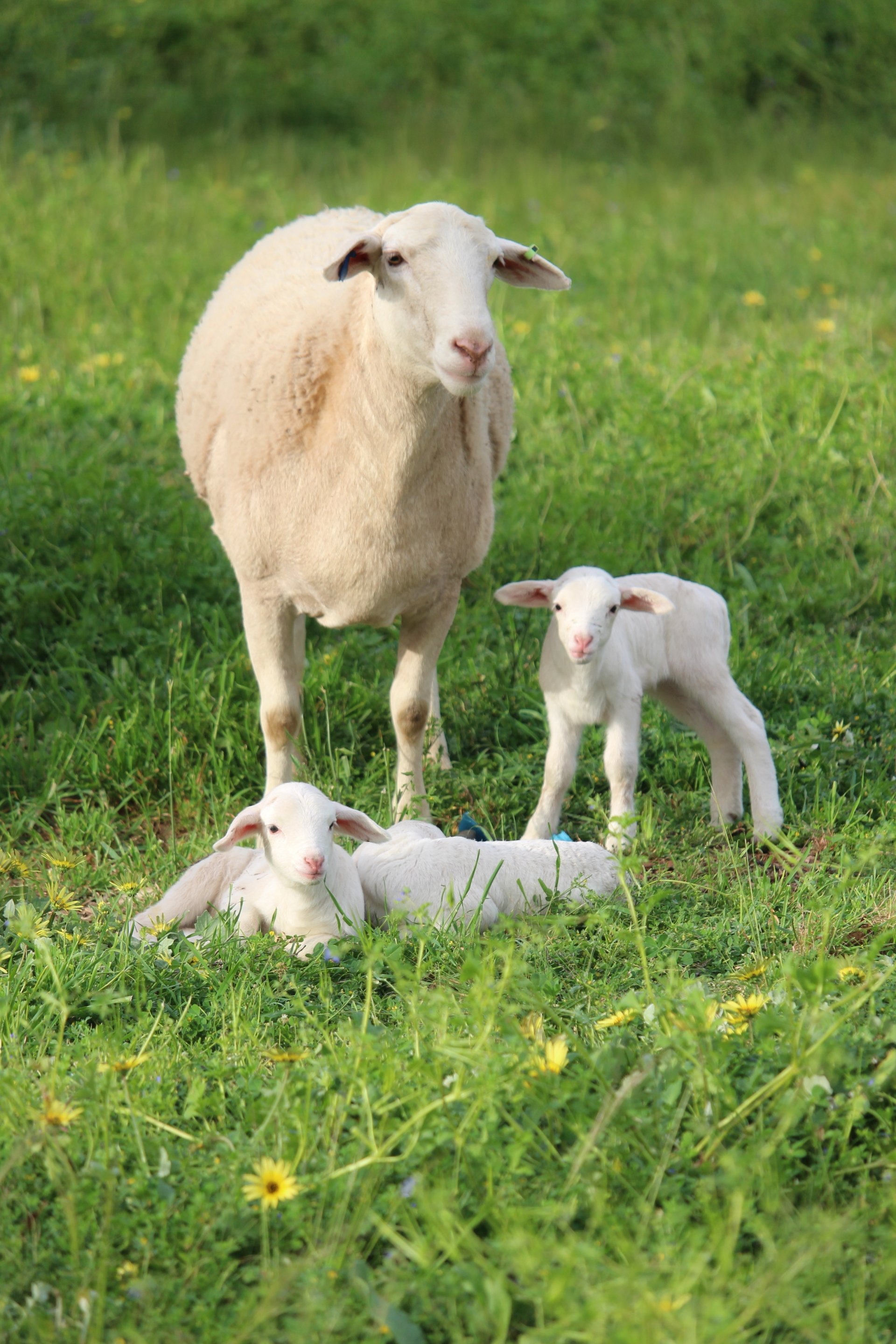 Highvelds International Australian White Sheep Stud - Mendooran, NSW ...
