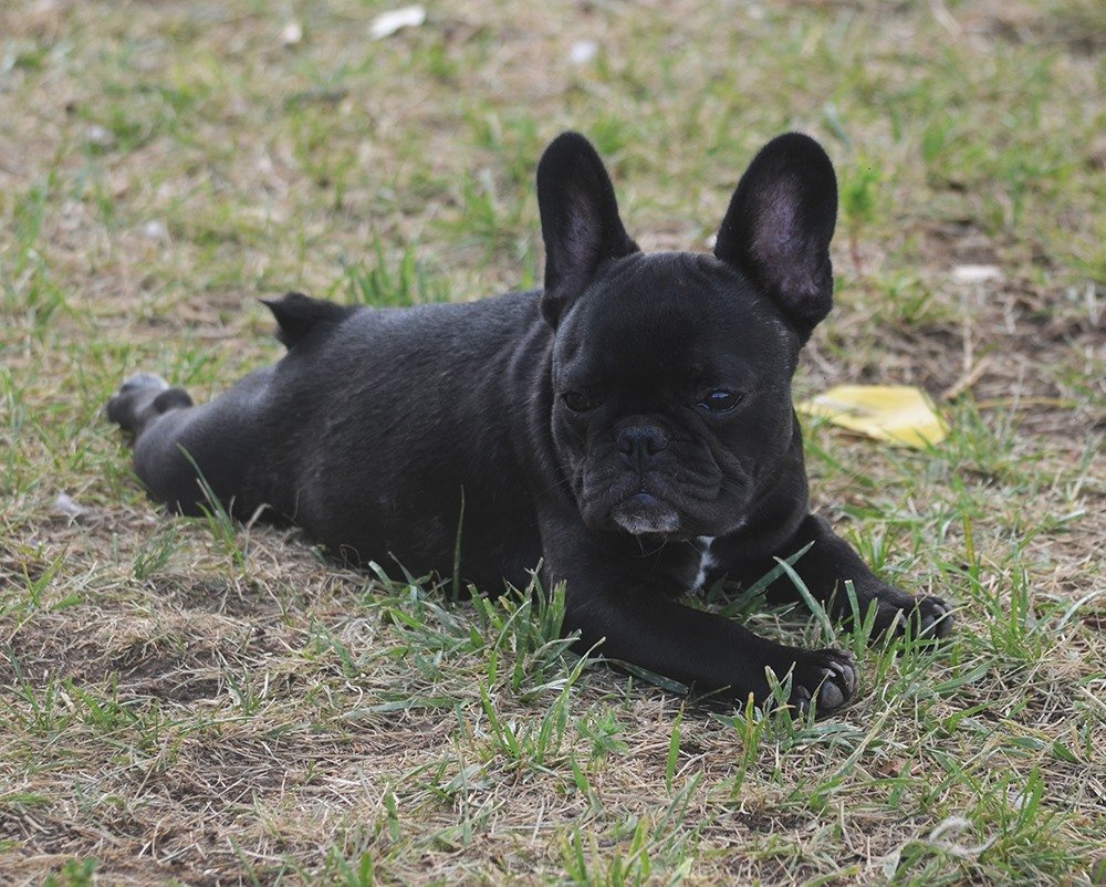 Pocket French Bulldogs Teacup French Bulldogs