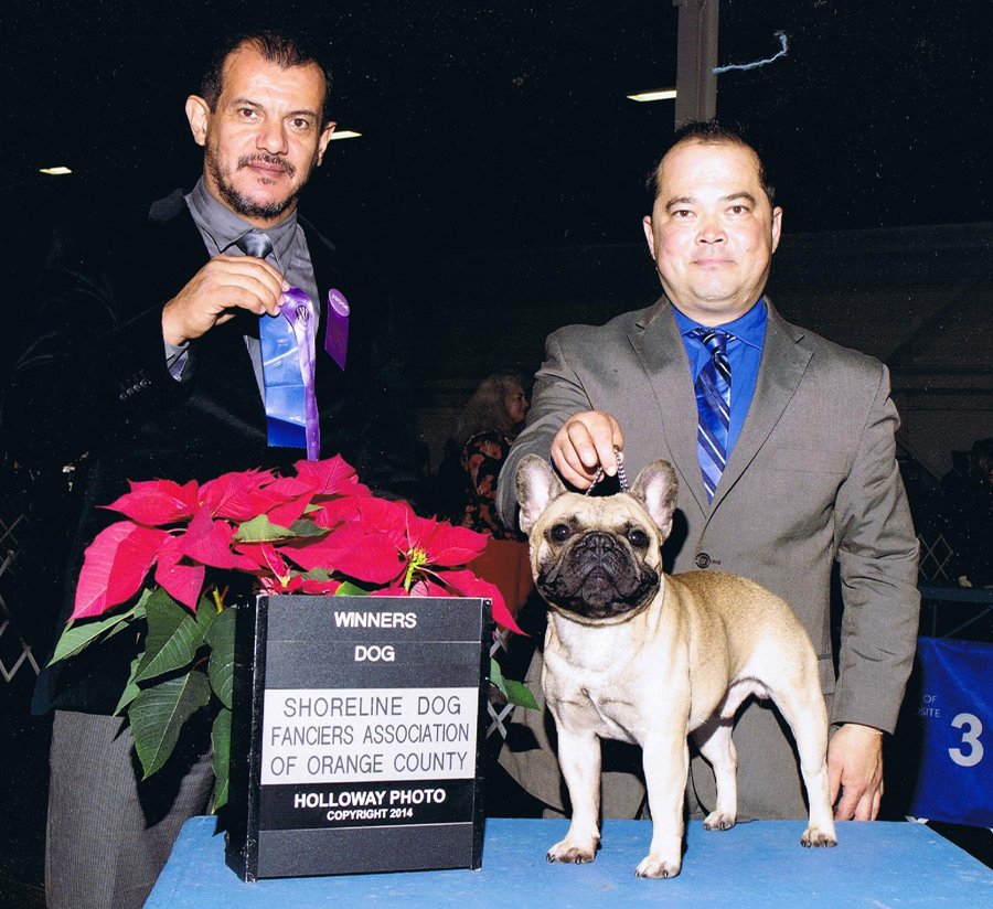 High Desert's French Bulldogs- World's Smallest Purebred Frenchies