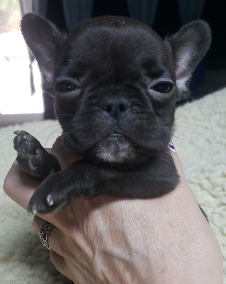 Pocket French Bulldogs Teacup French Bulldogs