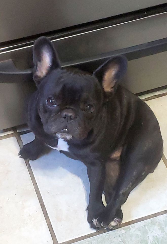 Pocket French Bulldogs Teacup French Bulldogs