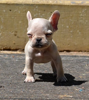 Pocket French Bulldogs Teacup French Bulldogs