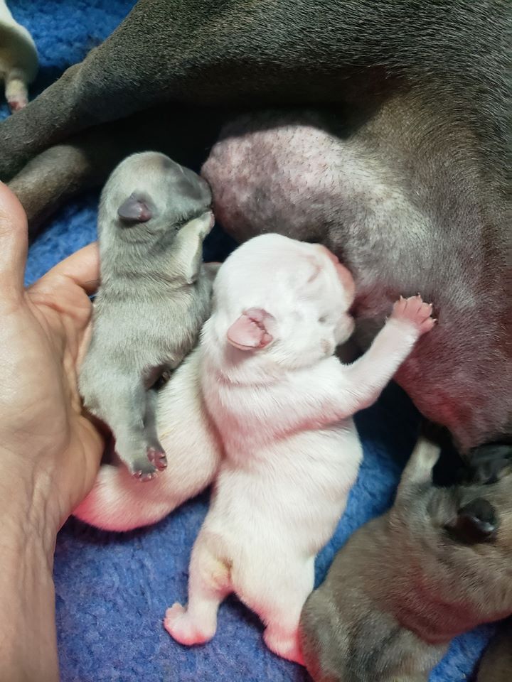 Pocket French Bulldogs Teacup French Bulldogs