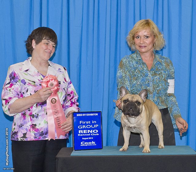 High Desert's French Bulldogs- World's Smallest Purebred Frenchies