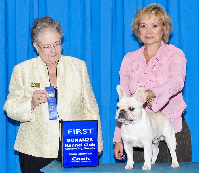 High Desert's French Bulldogs- World's Smallest Purebred Frenchies