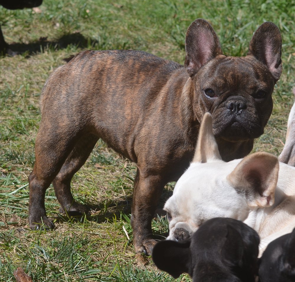 High Desert's French Bulldogs- Home of the World's Smallest Purebreds