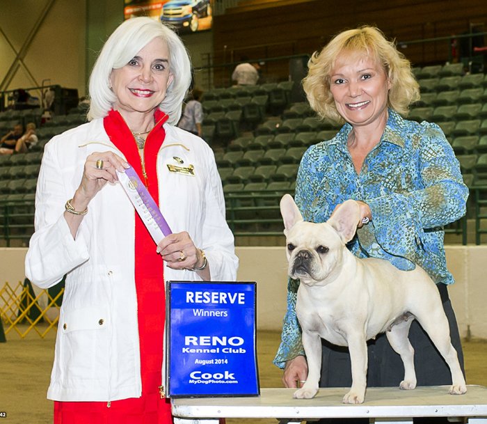 High Desert's French Bulldogs- World's Smallest Purebred Frenchies