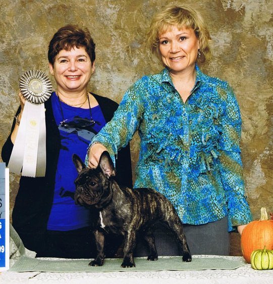 High Desert's French Bulldogs- World's Smallest Purebred Frenchies