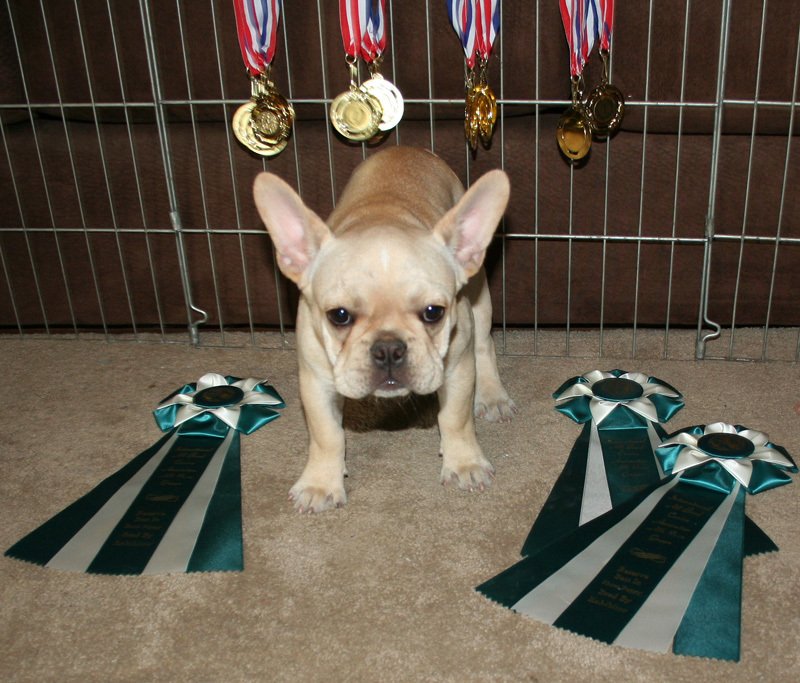 High Desert's French Bulldogs- World's Smallest Purebred Frenchies