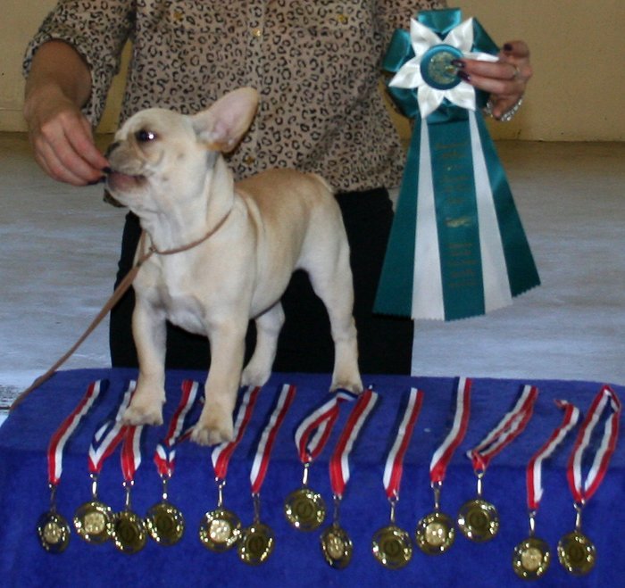 High Desert's French Bulldogs- World's Smallest Purebred Frenchies
