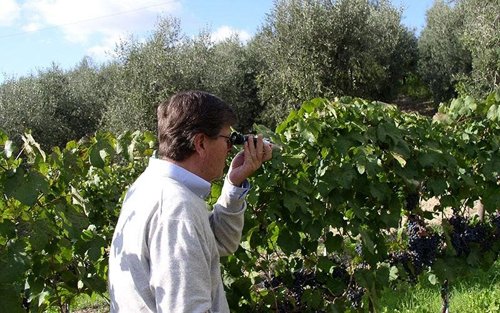 CASALE FALCHINI | San Gimignano, SI | Casale Falchini