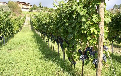 CASALE FALCHINI | San Gimignano, SI | Casale Falchini
