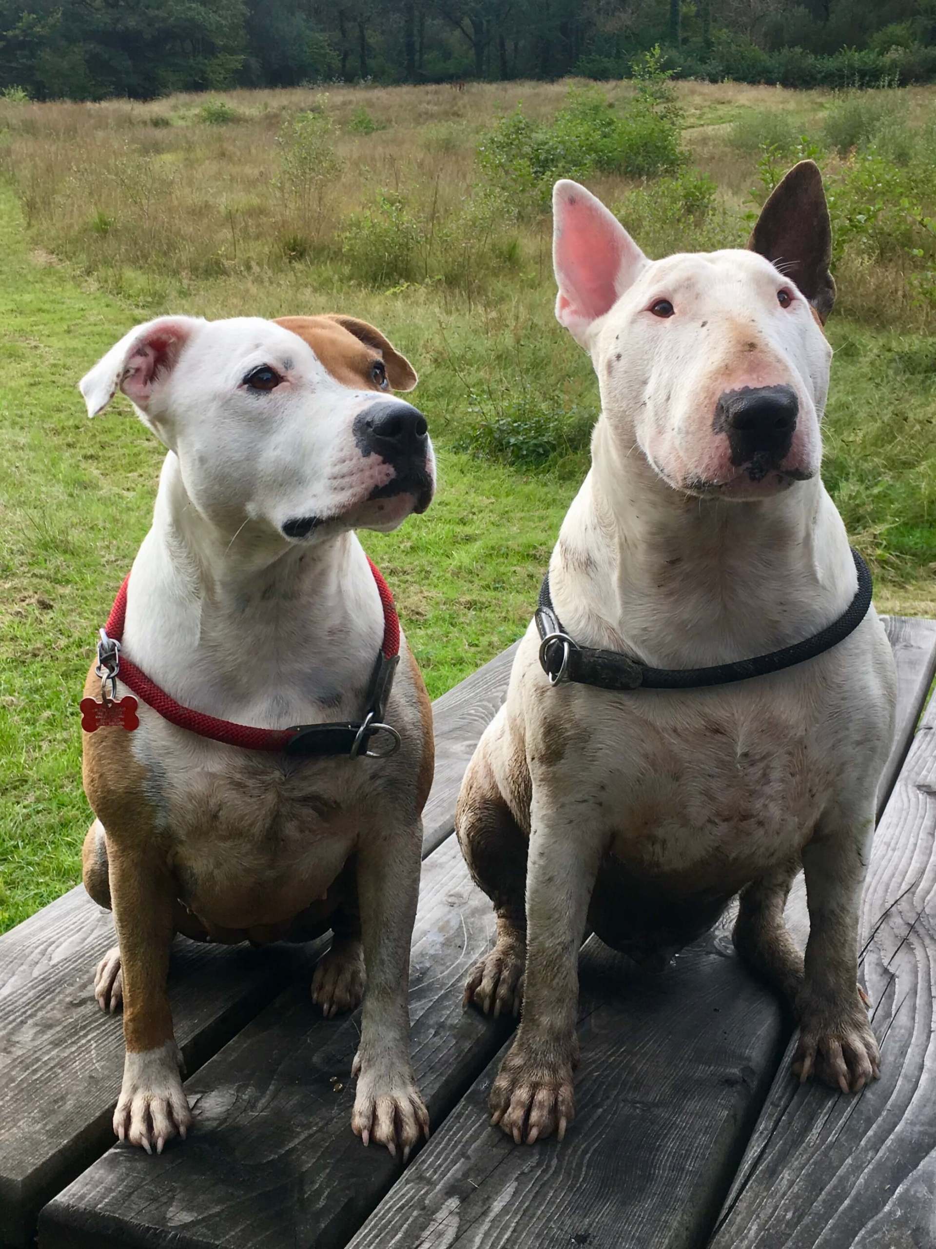 Trehill Farm & The Belfry - Gallery | Bark at the Barn