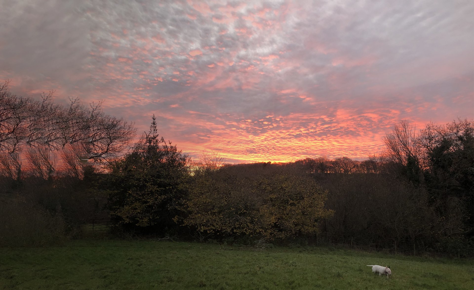 Dog-Friendly Facilities – The Belfry | Bark at the Barn