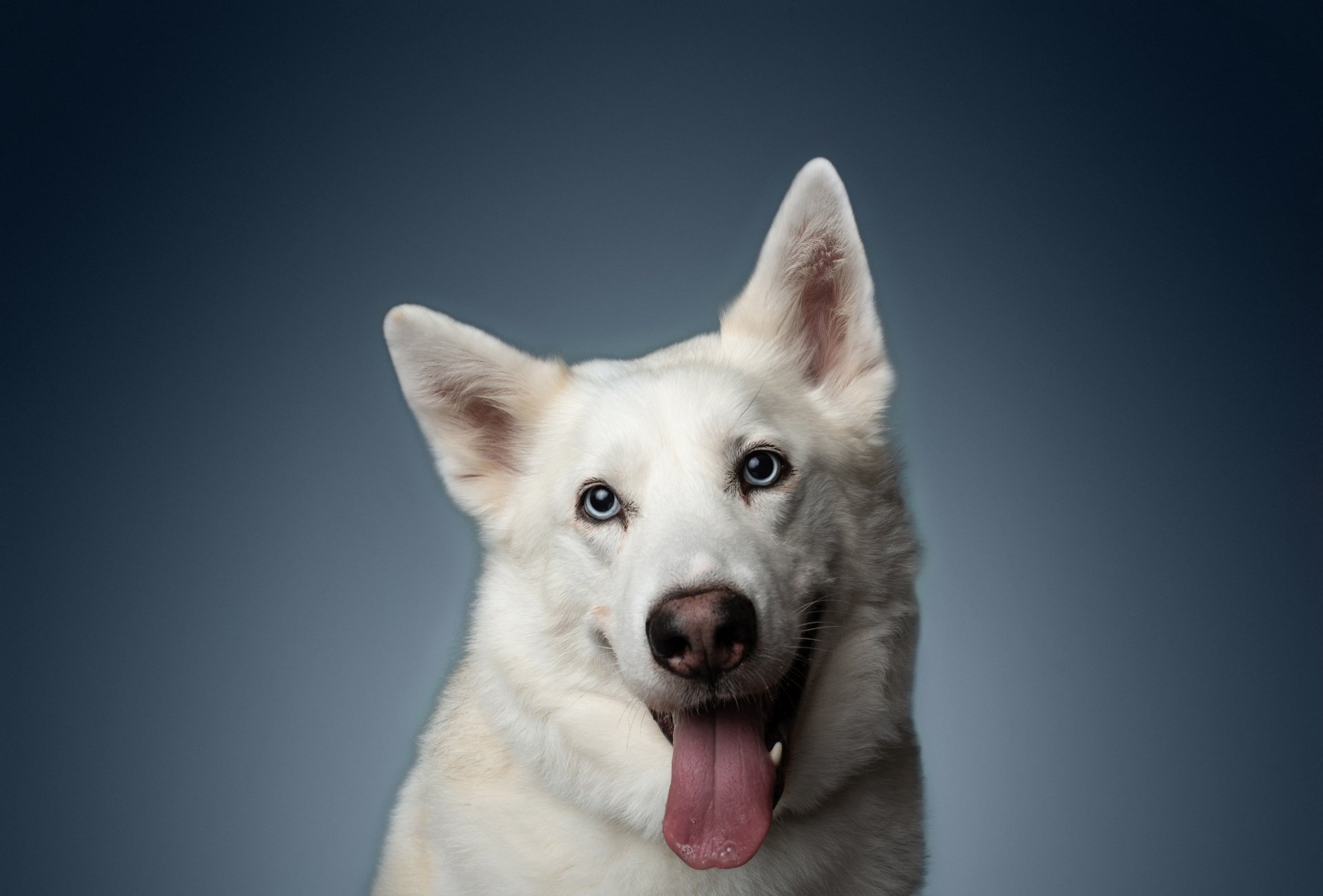 Pets Headshots Dallas | Dogs Headshot Photgrapher | Cats Headshot ...