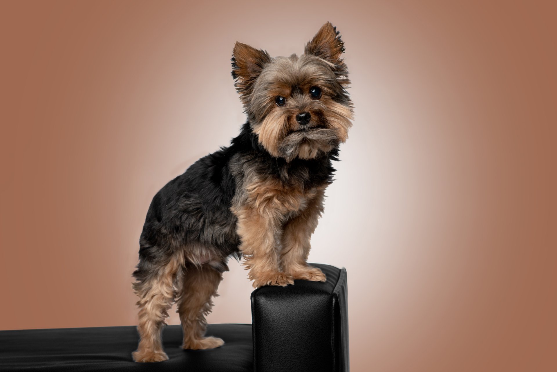 Pets Headshots Dallas | Dogs Headshot Photgrapher | Cats Headshot ...