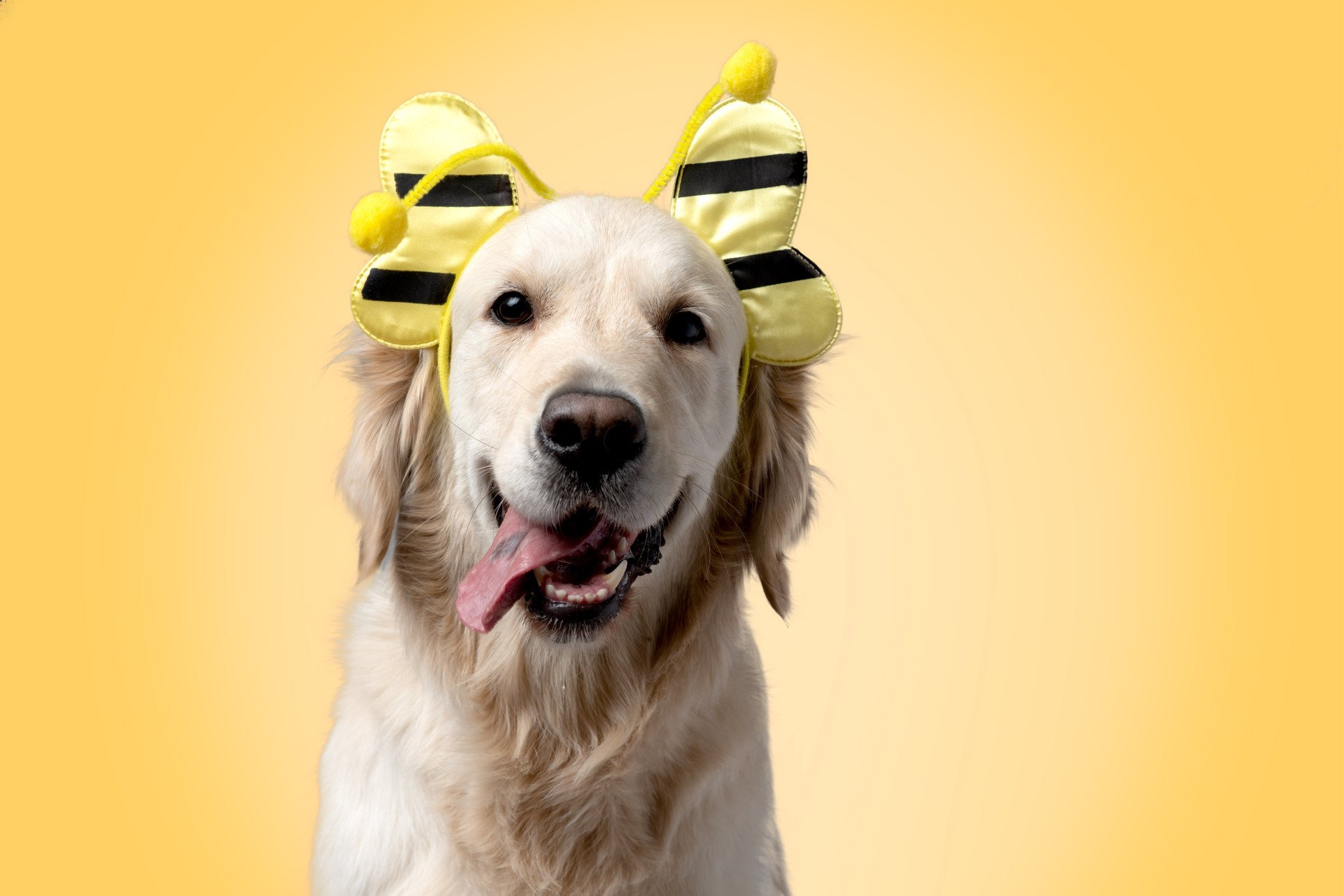 Pets Headshots Dallas | Dogs Headshot Photgrapher | Cats Headshot ...