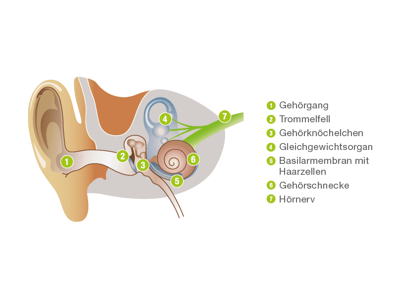 Wie funktioniert Hören? | Hörvergnügen OHG in Buchholz/Harburg