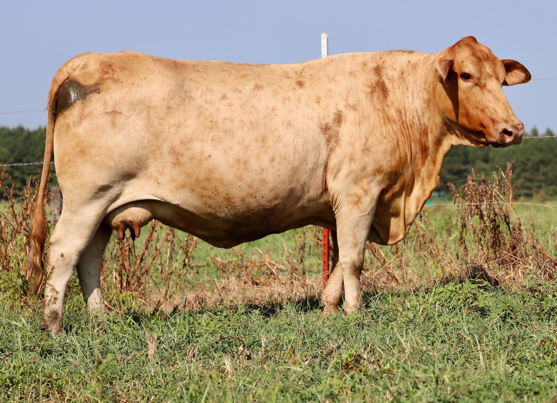 Female Cattle | Hope, AR | Pine Tree Acres Beefmasters