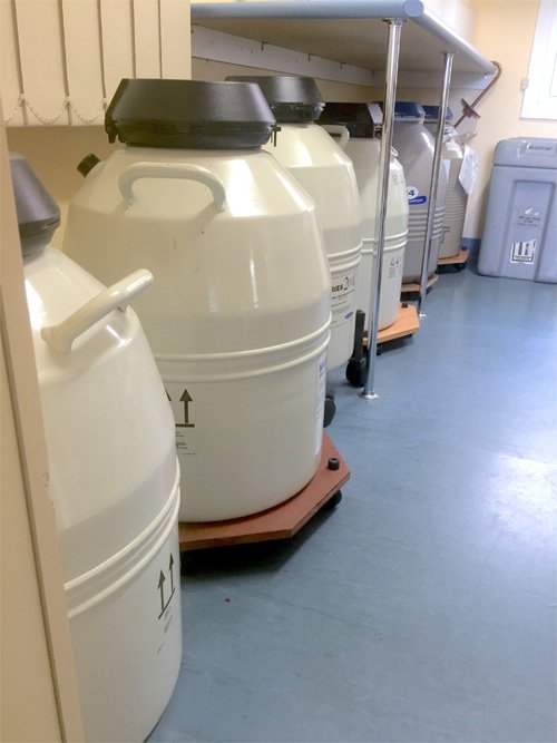 Animal Semen Collection and Analysis | Animal Reproduction Australia