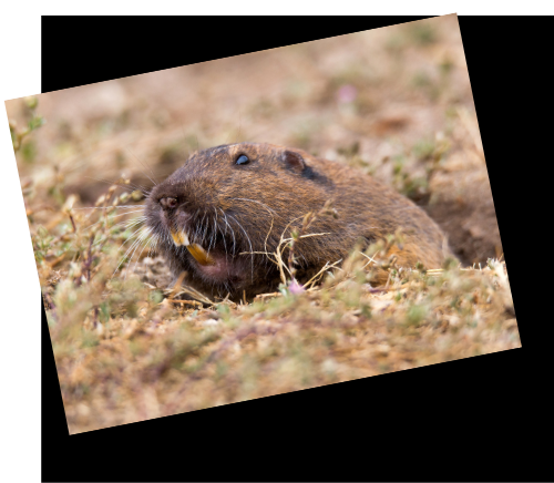 Northwest Arkansas #1 Wildlife Removal Service