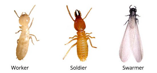 Termite Treatments Provided in Perth | Champion Pest Control Pty Ltd