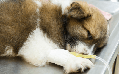 Acute Hemorrhagic Diarrhea Syndrome in Dogs (Hemorrhagic Gastroenteritis)