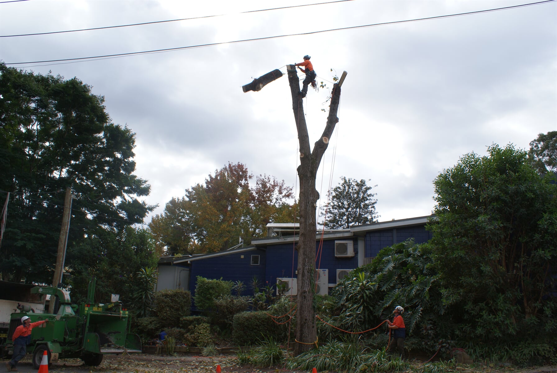 Tree Removal in Bellingen, Coffs Harbour | Valley Tree Services