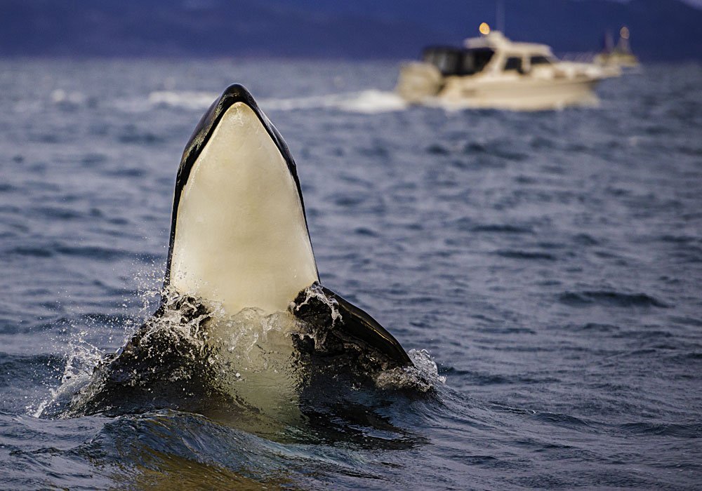 Norway images | Majestic Whale Encounters image gallery