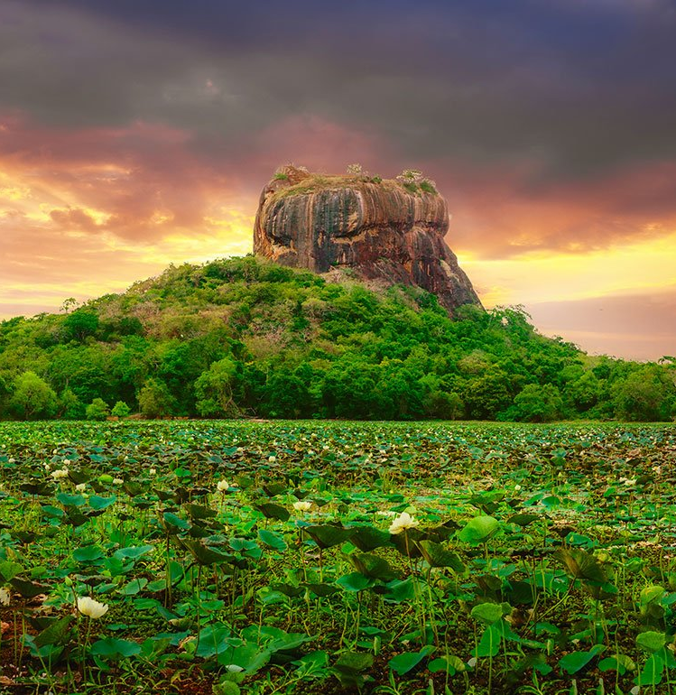 Image Galleries | Majestic Whale Encounters breathtaking visuals