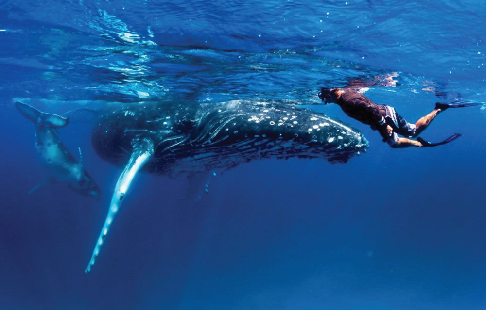 Whale Myths and Legends