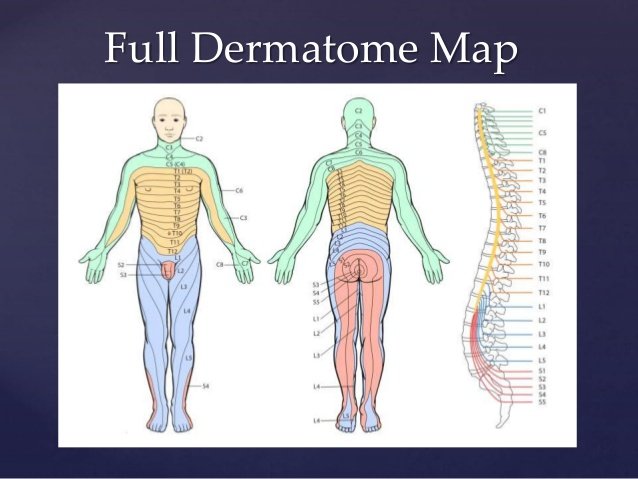 Dermatomes and Myotomes