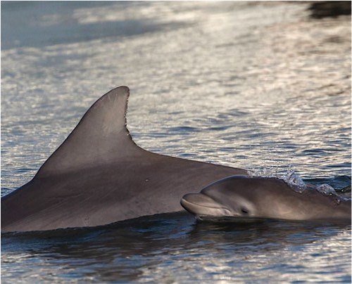 Hilton Head Island Dolphin Tours | Photo Gallery | Sonny C Charters