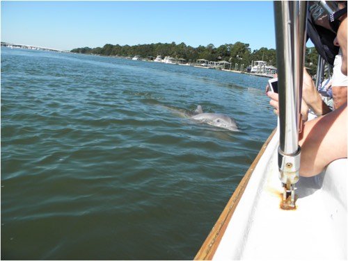 Hilton Head Island Dolphin Tours | Photo Gallery | Sonny C Charters