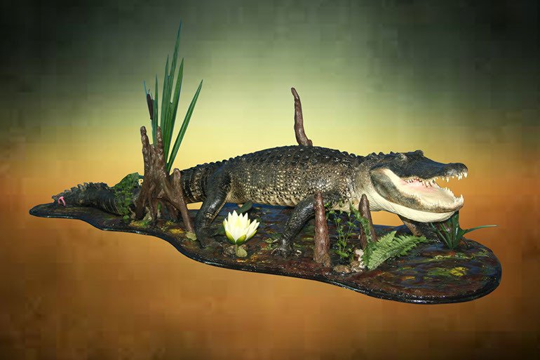 Taxidermy Alligator full body mounts