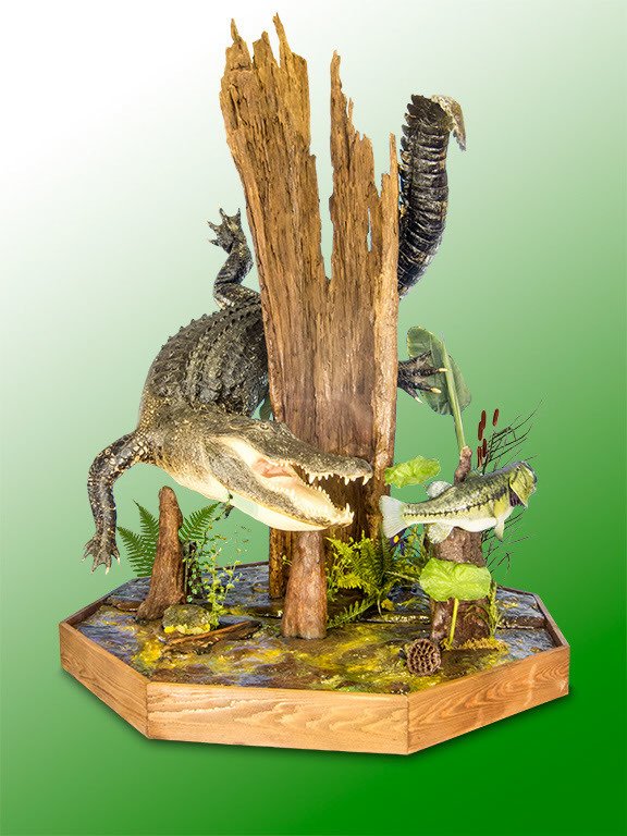 Taxidermy Alligator full body mounts