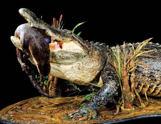 Taxidermy Alligator full body mounts