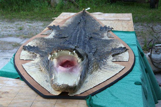 Alligator flat skin mount, Alligator Head and Shoulder, FL Taxidermist