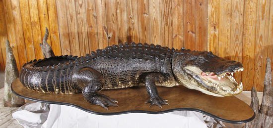 Taxidermy Alligator full body mounts