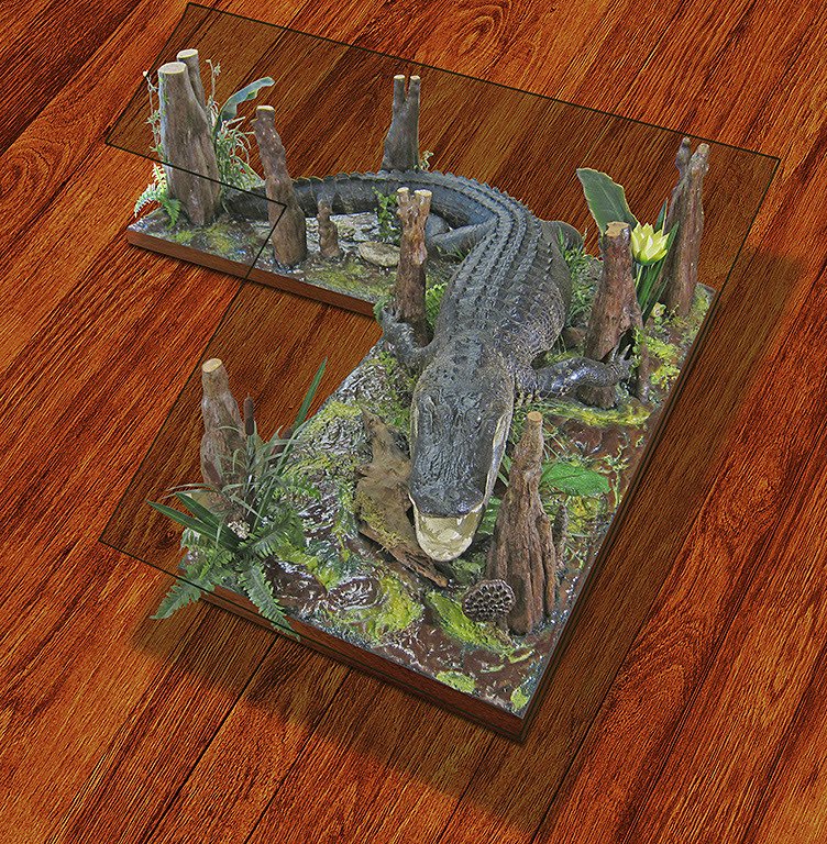 Taxidermy Alligator full body mounts