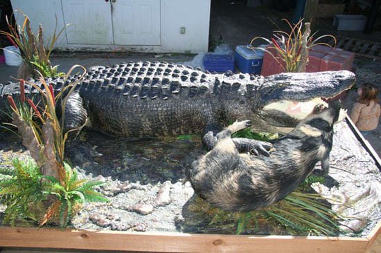 Taxidermy Alligator full body mounts