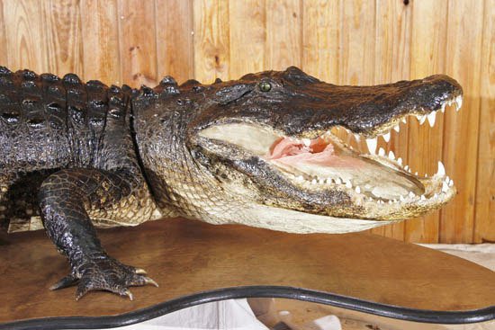 Taxidermy Alligator full body mounts